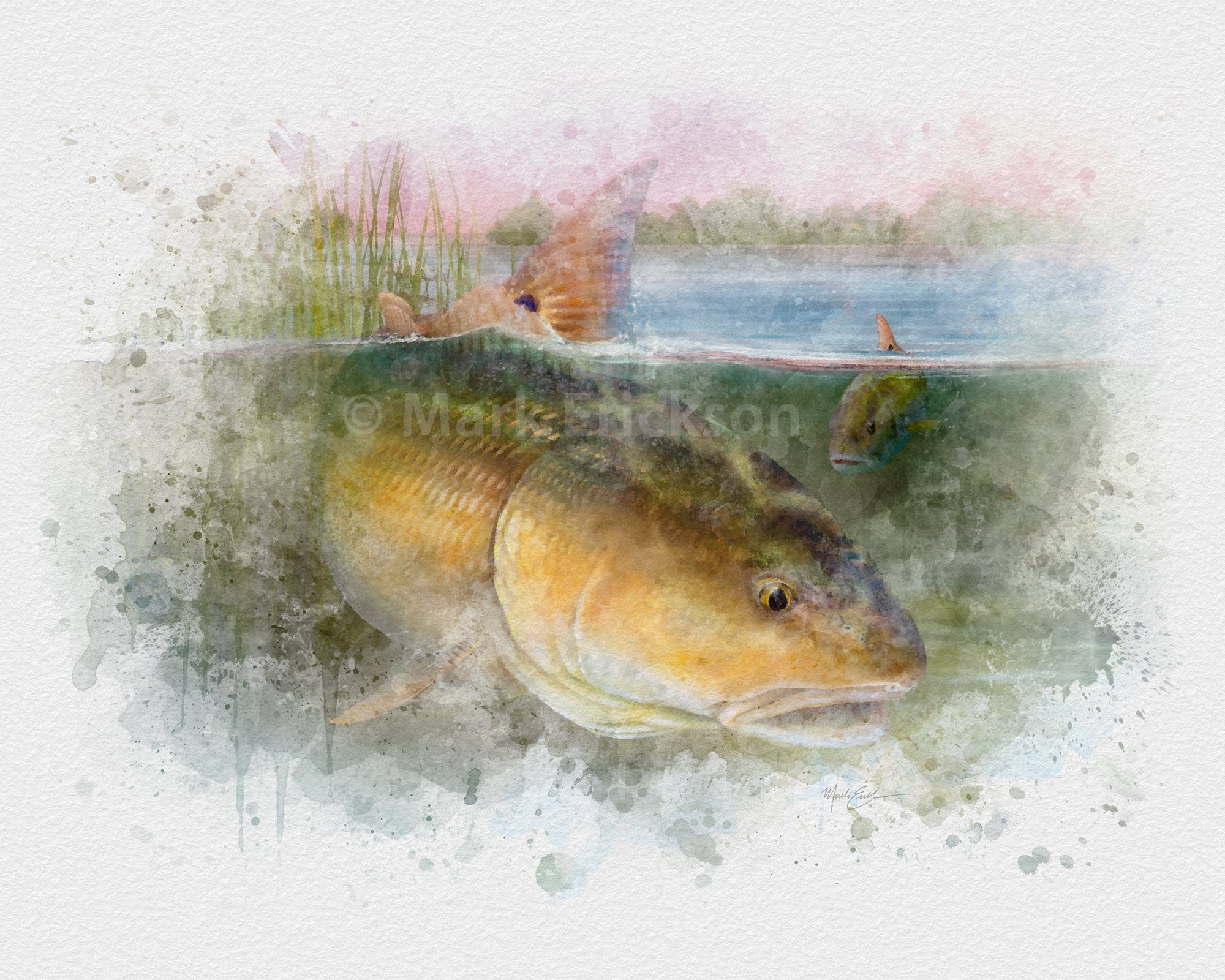 Redfish in the Reeds Watercolor Style Art Print Red Drum Fishing Gift ...