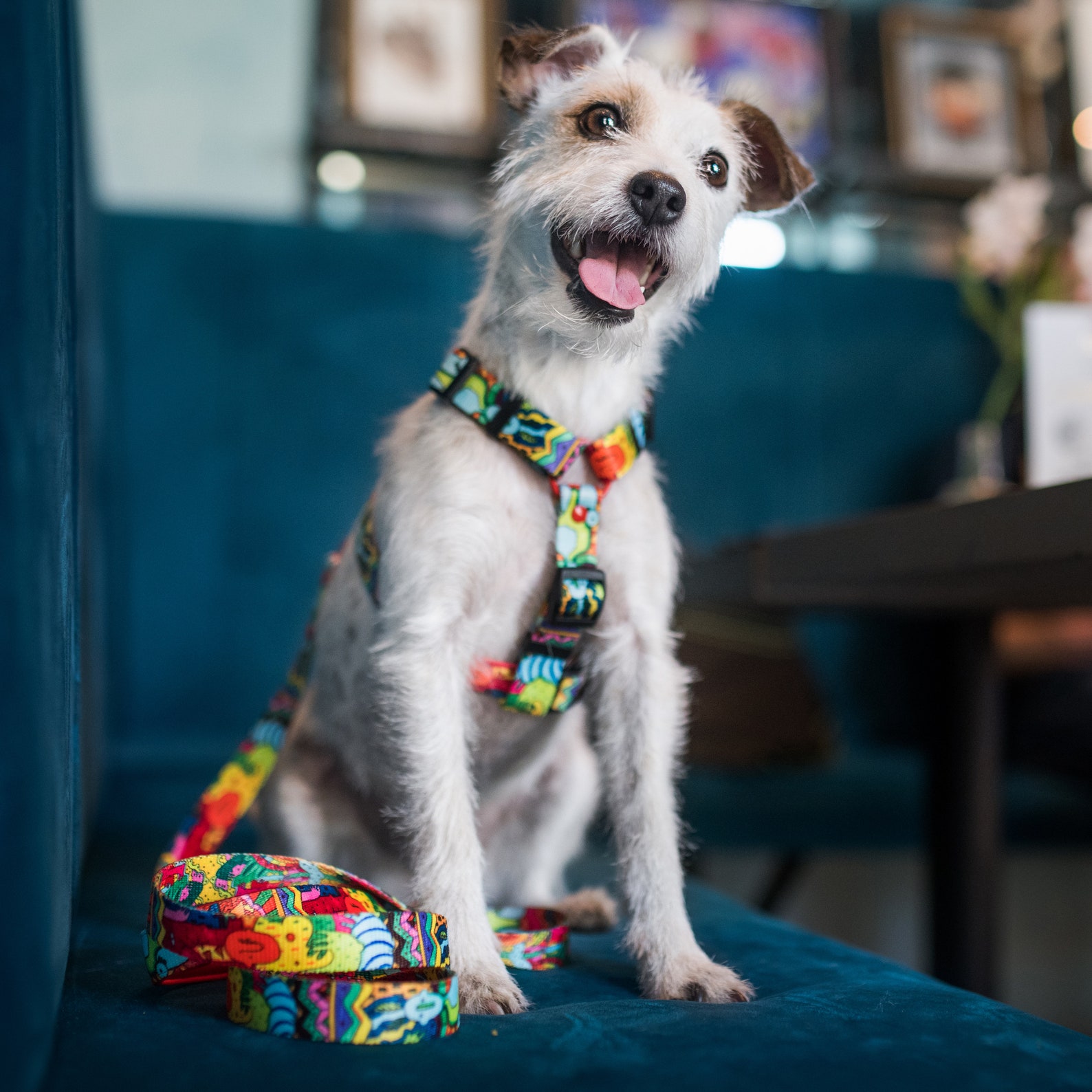 Funny Adjustable Dog Harness Personalized Guard Harness Soft - Etsy