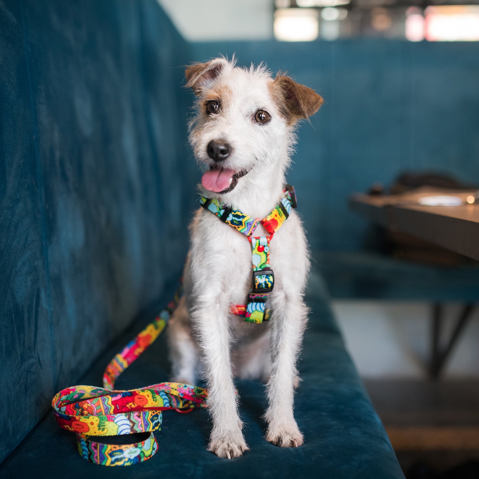 Funny Adjustable Dog Harness, Personalized Guard Harness, Soft Webbing ...