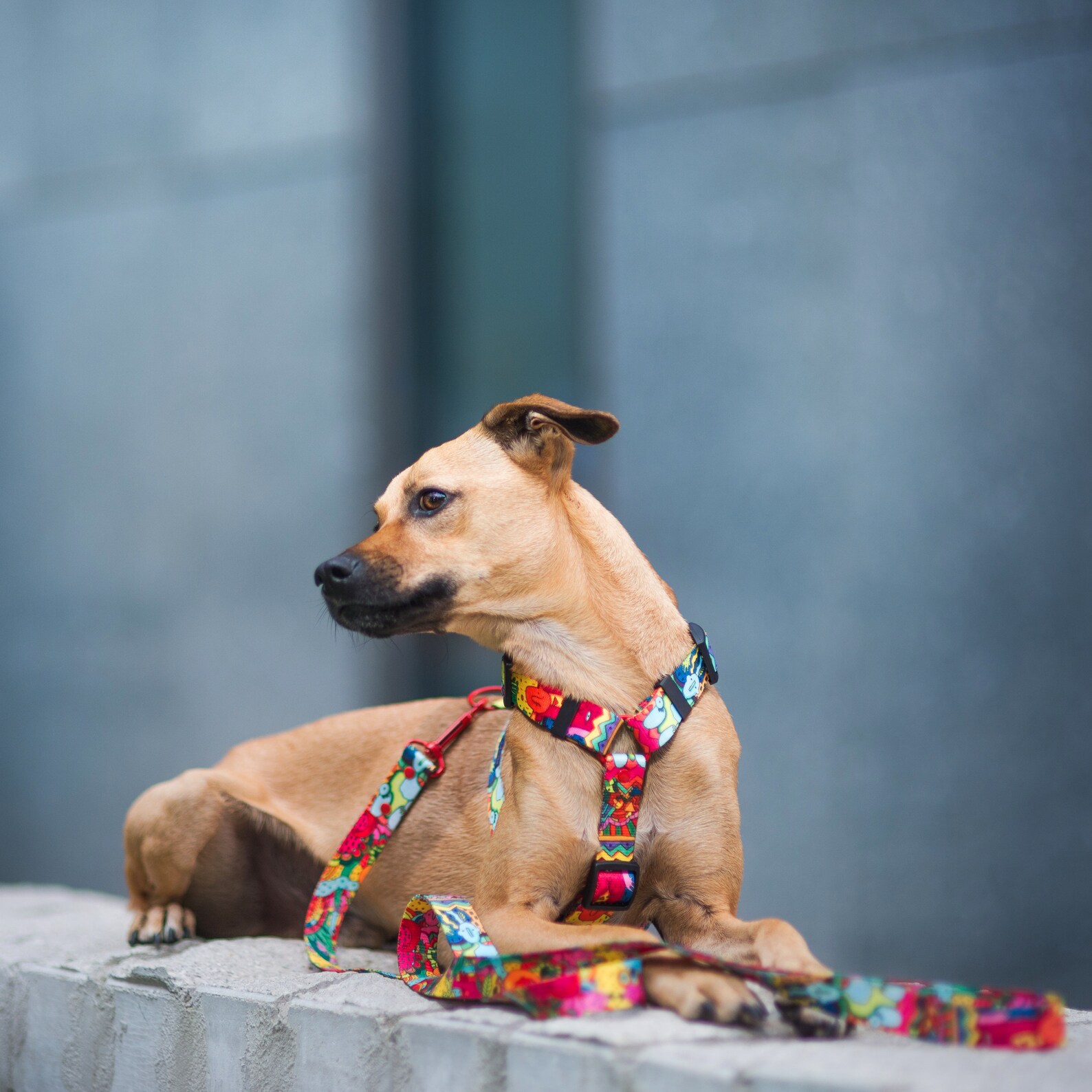 Funny Adjustable Dog Harness Personalized Guard Harness Soft - Etsy