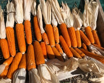 Otto File Orange Polenta Italian Heirloom Flint Corn Eight Row - Etsy