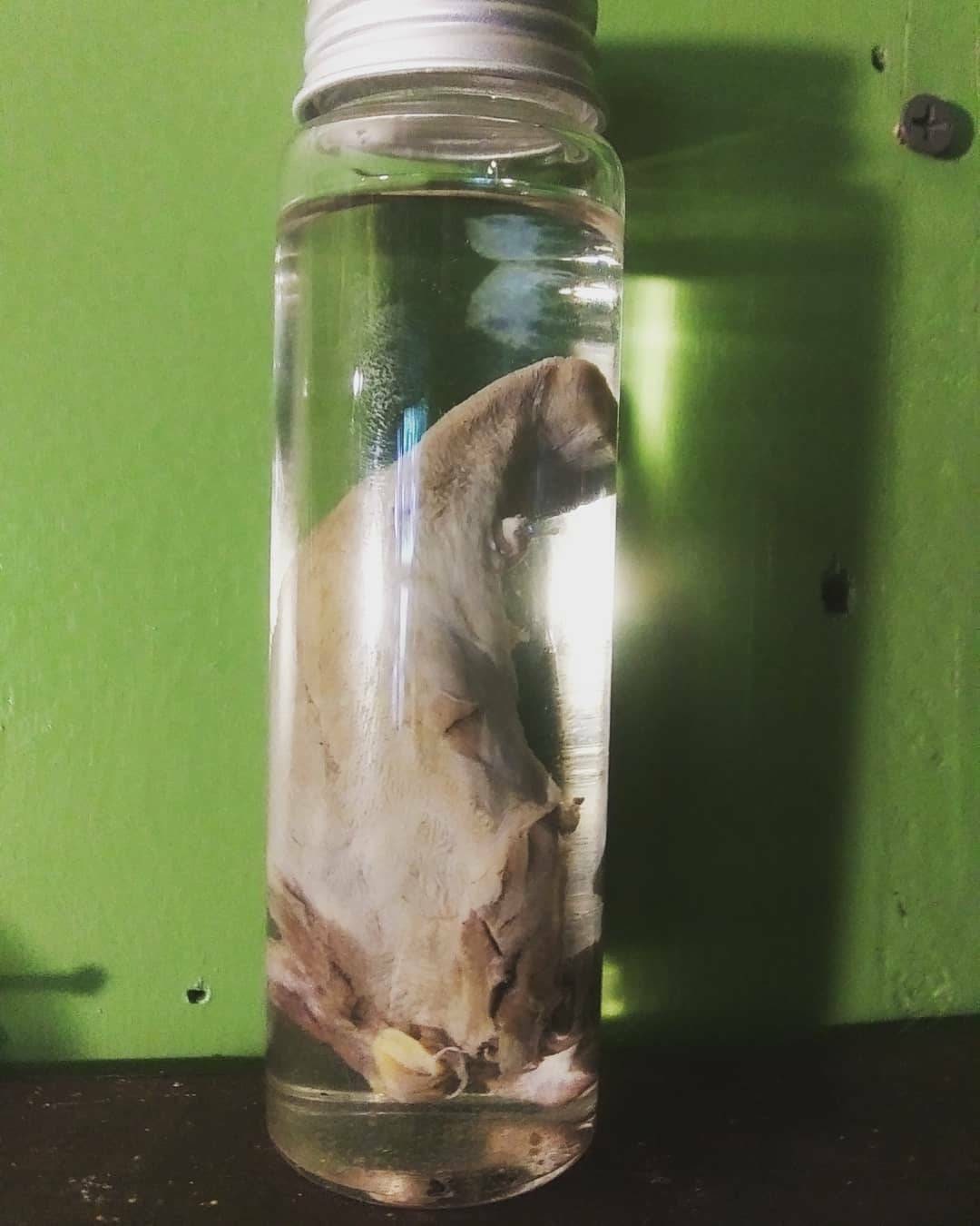 Wet Specimen Raccoon Tongue - Etsy