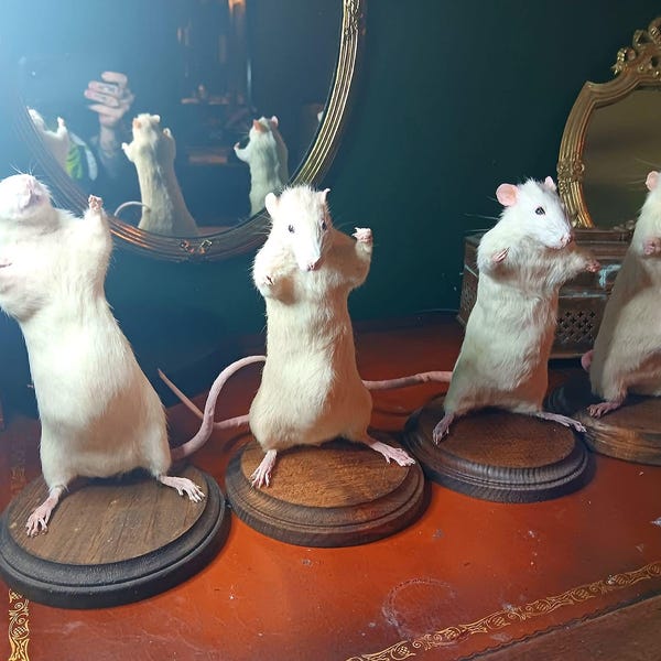 Taxidermy Rat - Etsy