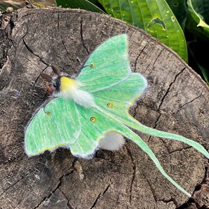 Handmade Moth, Luna Moth, Actias Luna, Moon Moth, Lime Moth, Brooch ...