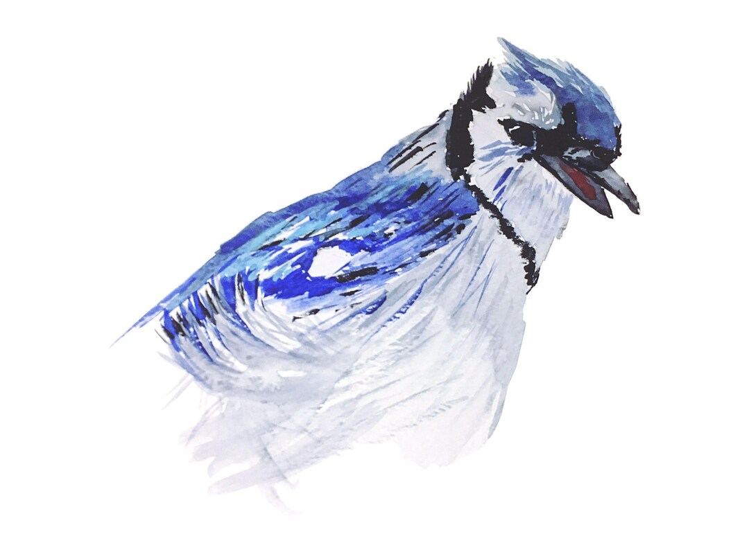 Blue Jay Singing - Print - Etsy