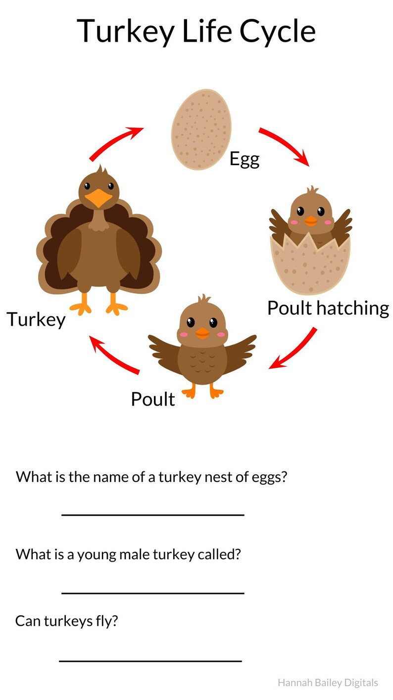 Turkey Life Cycle Worksheet - Etsy