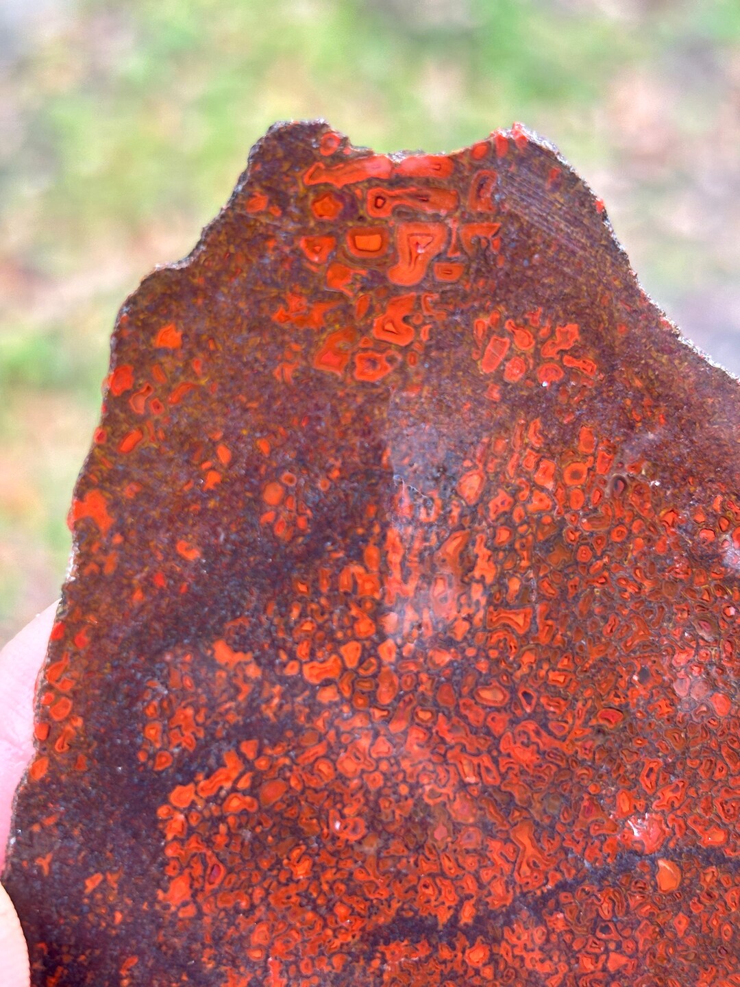 Old Stock Agatized Dino Bone, Gembone, Great for Lapidary - Etsy