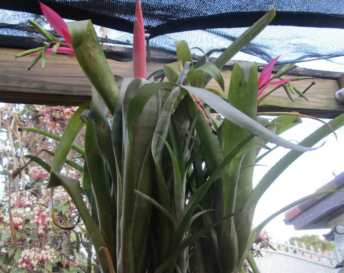 Bromeliad Billbergia MANARAE Hardy Fast Clustering Specie! Offset! - Etsy