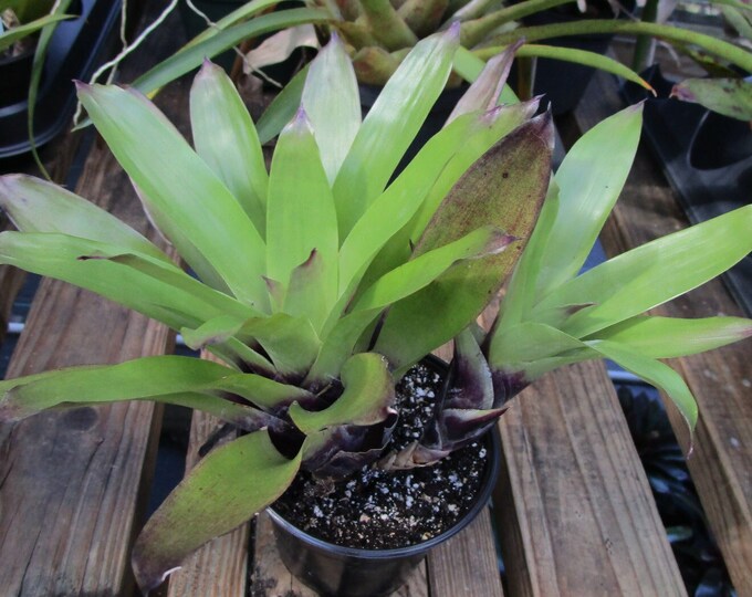 BROMELIAD Mini Vriesea INFLATA Beautiful Foliage & Bloom! Rare Find ...