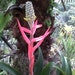 Bromeliad Aechmea Maculata - Fast Growing Tropical Species - Size ...