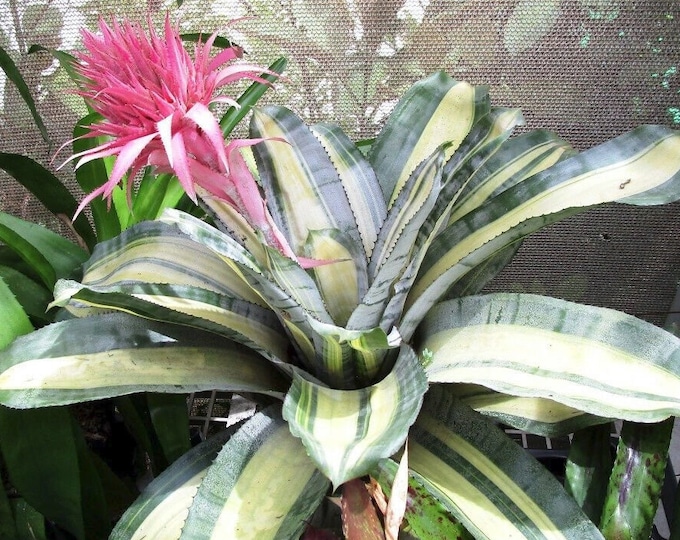 BROMELIAD Aechmea FASCIATA VARIEGATA Absolutely Gorgeous! Large Offset ...