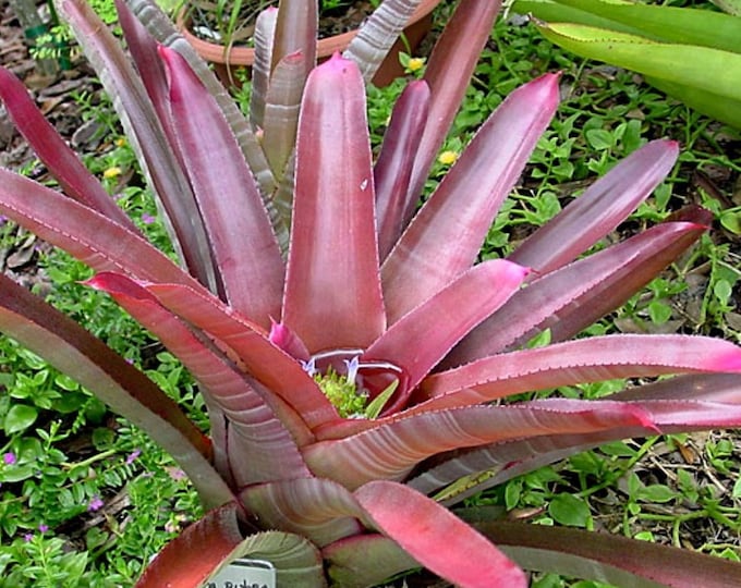 BROMELIAD Neoregelia CRUENTA RUBRA Large Young Plant - Sun Lover - Etsy