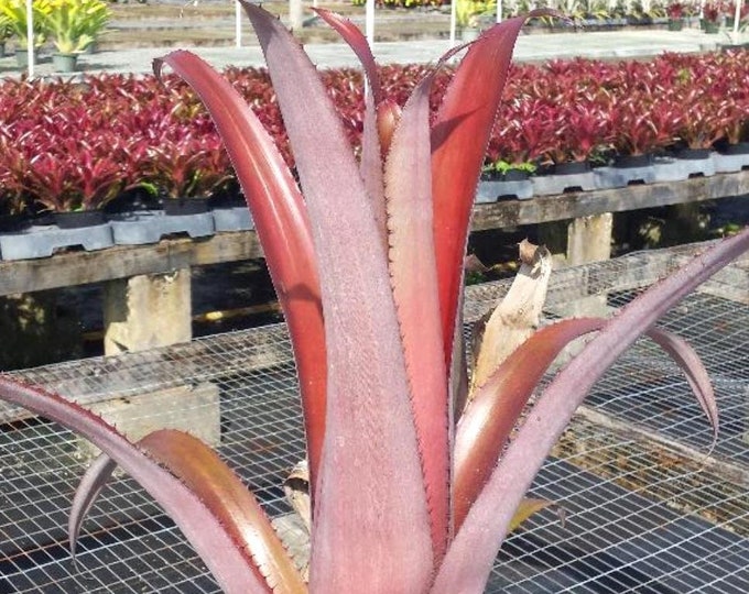BROMELIAD Aechmea BROMELIIFOLIA Red Form Beautiful Offset! - Etsy