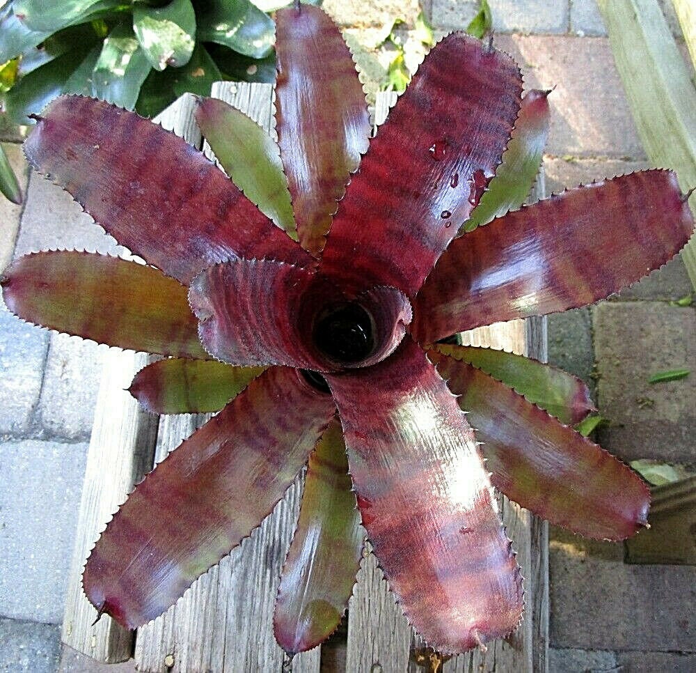 BROMELIAD Neoregelia Groves RED TIGER Splendid Colors Amazing - Etsy