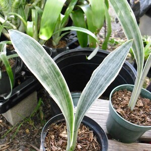 Sansevieria SAYURI – Silver Sword Snake Plant | 12” or 16” Live Plant ...