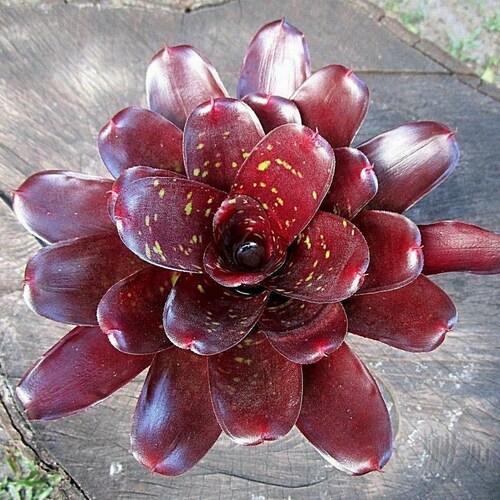 BROMELIAD Neoregelia ROYAL BURGUNDY X Fireball Well Rounded | Etsy