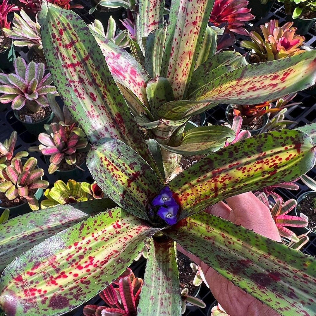 Bromeliad Neoregelia 'poco Loco' Offset - Mini Terrarium Plant - Etsy
