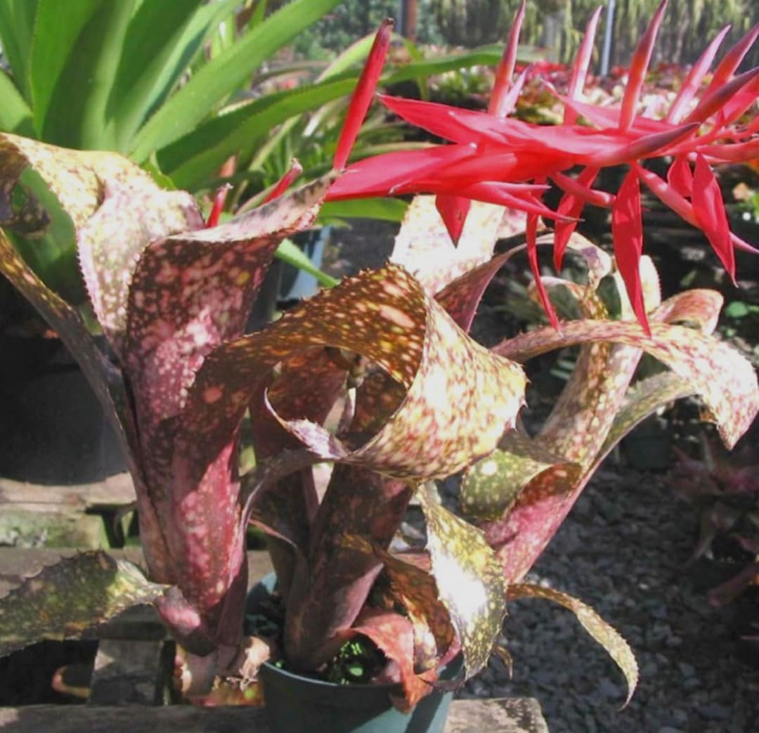 BROMELIAD Billbergia Vinzant's RASPBERRY PARFAIT Colorful Beauty One ...
