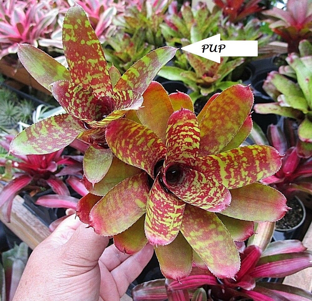 BROMELIAD Neoregelia WILD TIGER Striking Mini Hybrid - Etsy