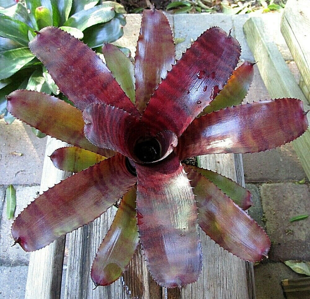 BROMELIAD Neoregelia Groves RED TIGER Splendid Colors Amazing - Etsy