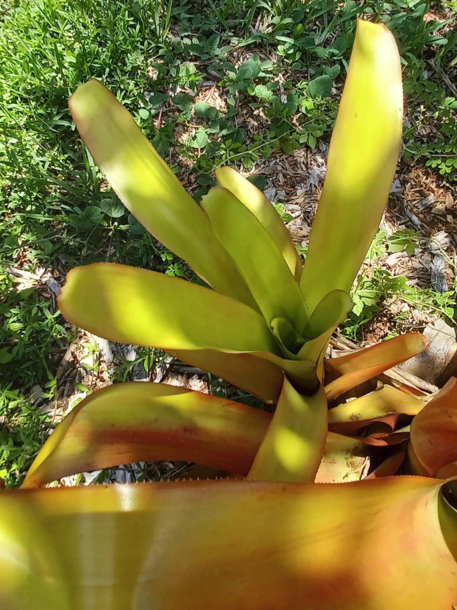 Bromeliad Aechmea 'blanchetiana Rubra Large Form' Offset - Full Sun ...