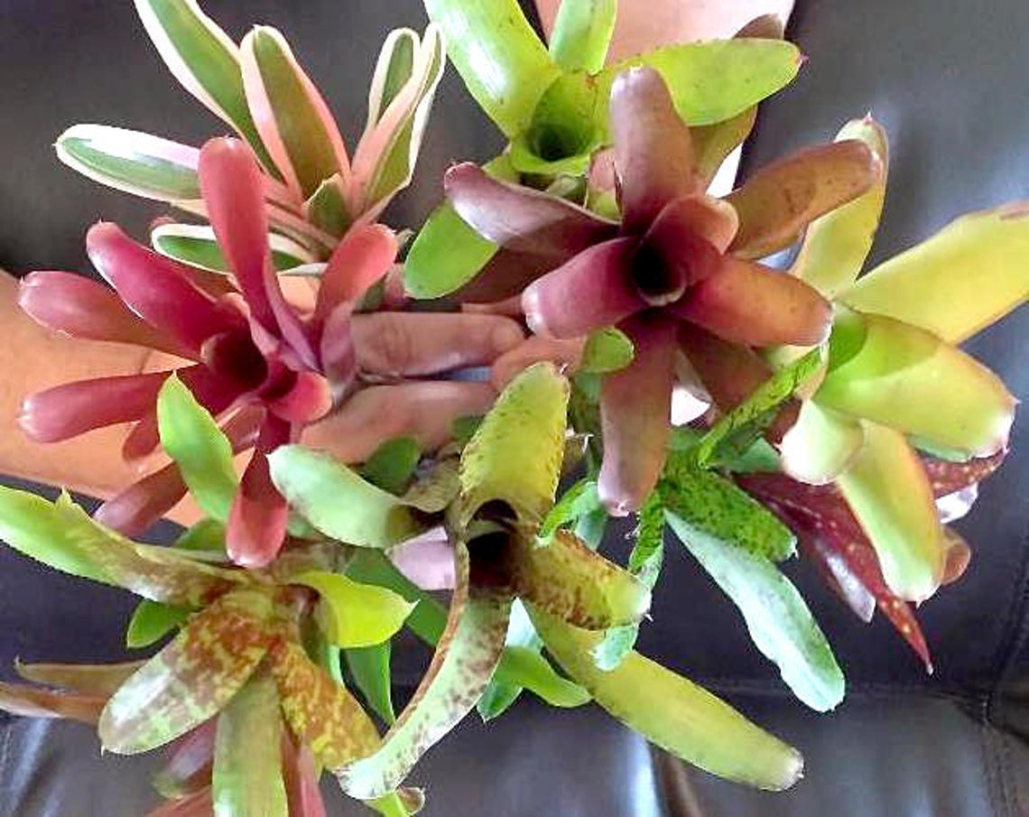 5 Pack 5 Varieties BROMELIAD Mini Neoregelia Offsets - Etsy