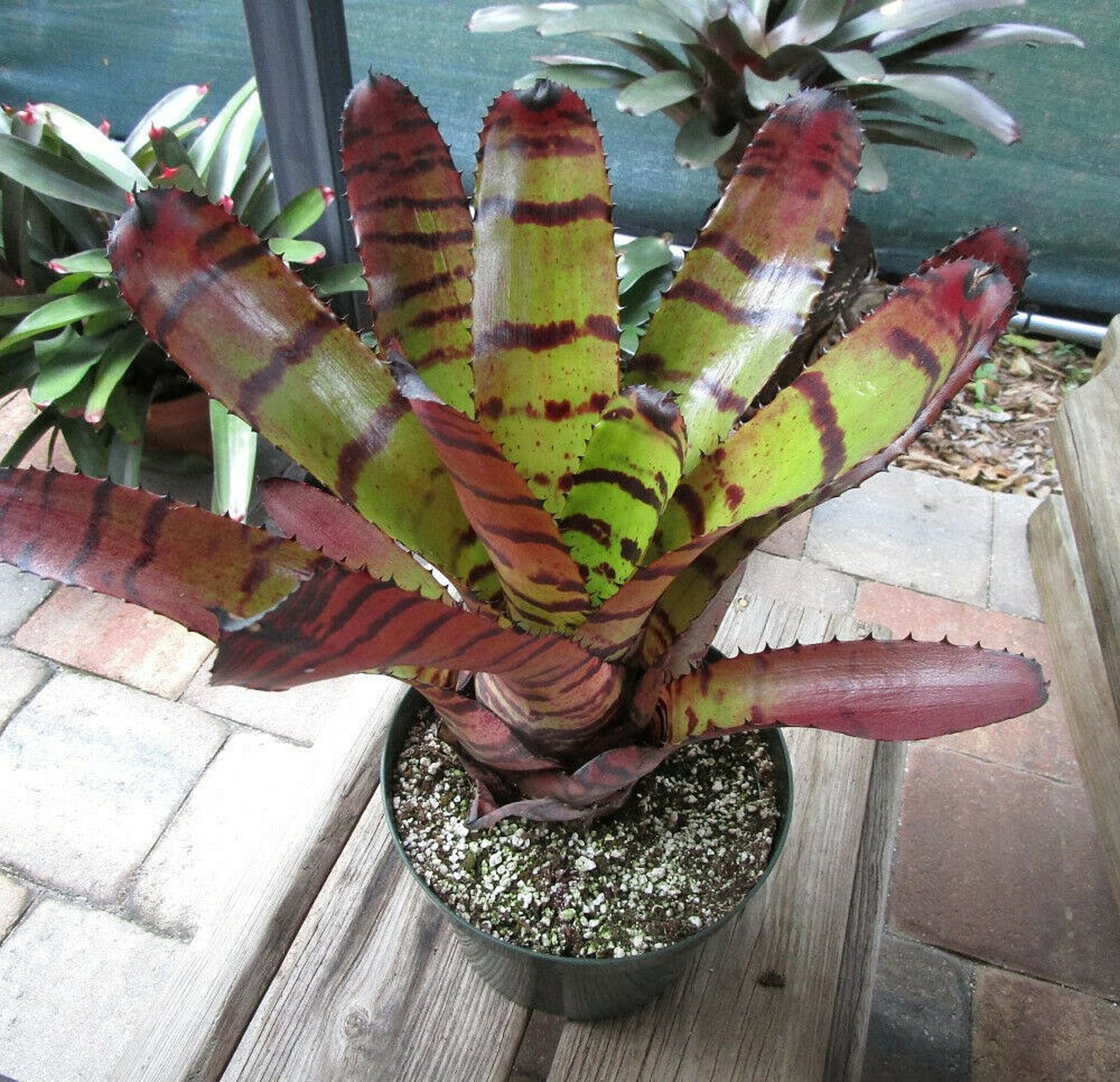 BROMELIAD Neoregelia CARCHARODON Skotak's TIGER Size - Etsy