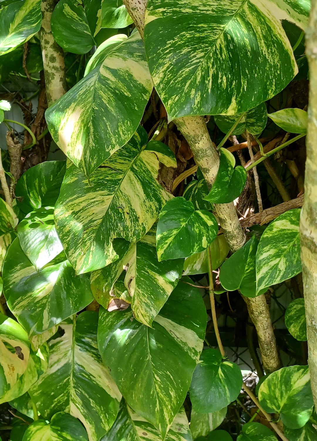 GIANT POTHOS VINE Epipremnum Aureum Variegated! Choice of Fresh ...