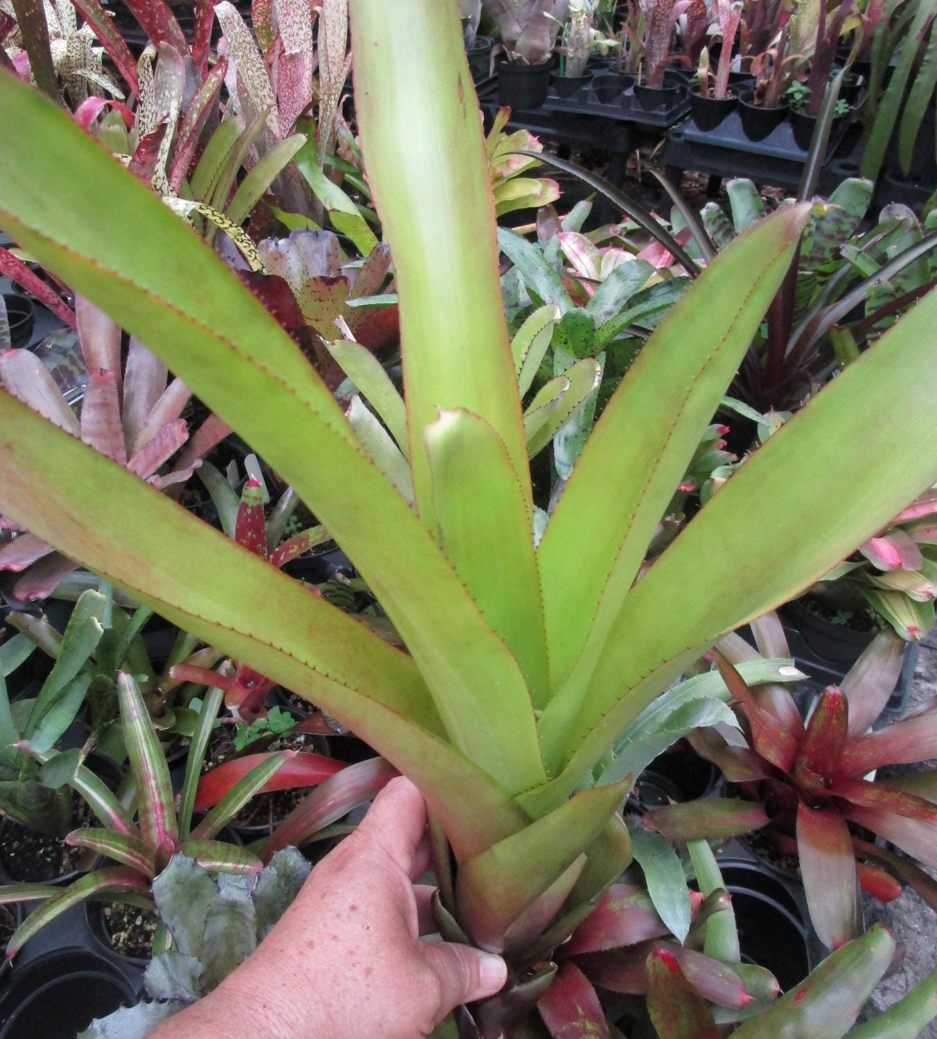 Bromeliad Aechmea 'lemon' Blanchetiana - Full Sun - Size Choice - Etsy