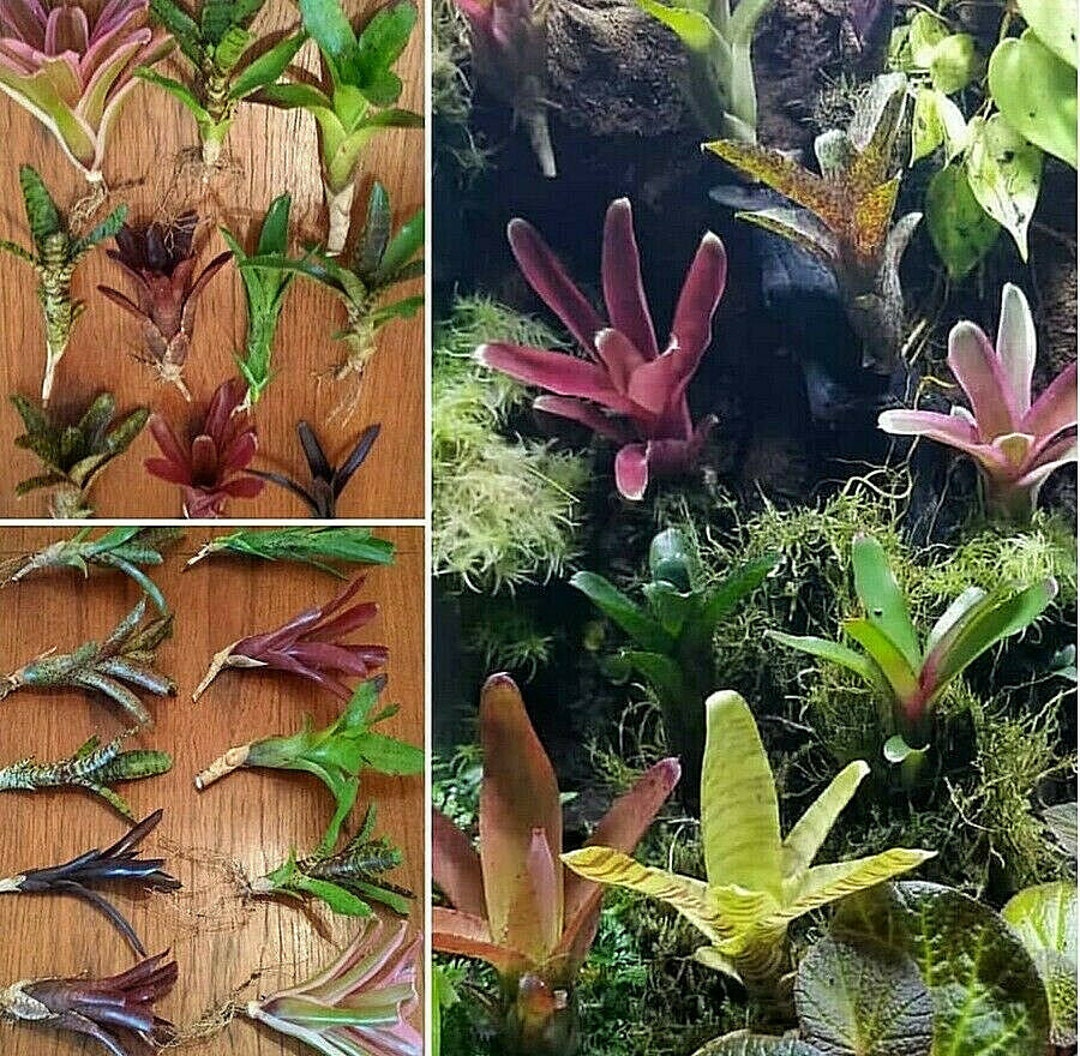 BROMELIAD 6 Pack Neoregelia Miniature Pups for Vivarium! PRIVATE ...