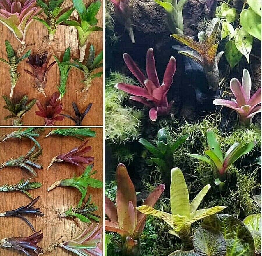 Mini Bromeliads for Terrarium - Etsy