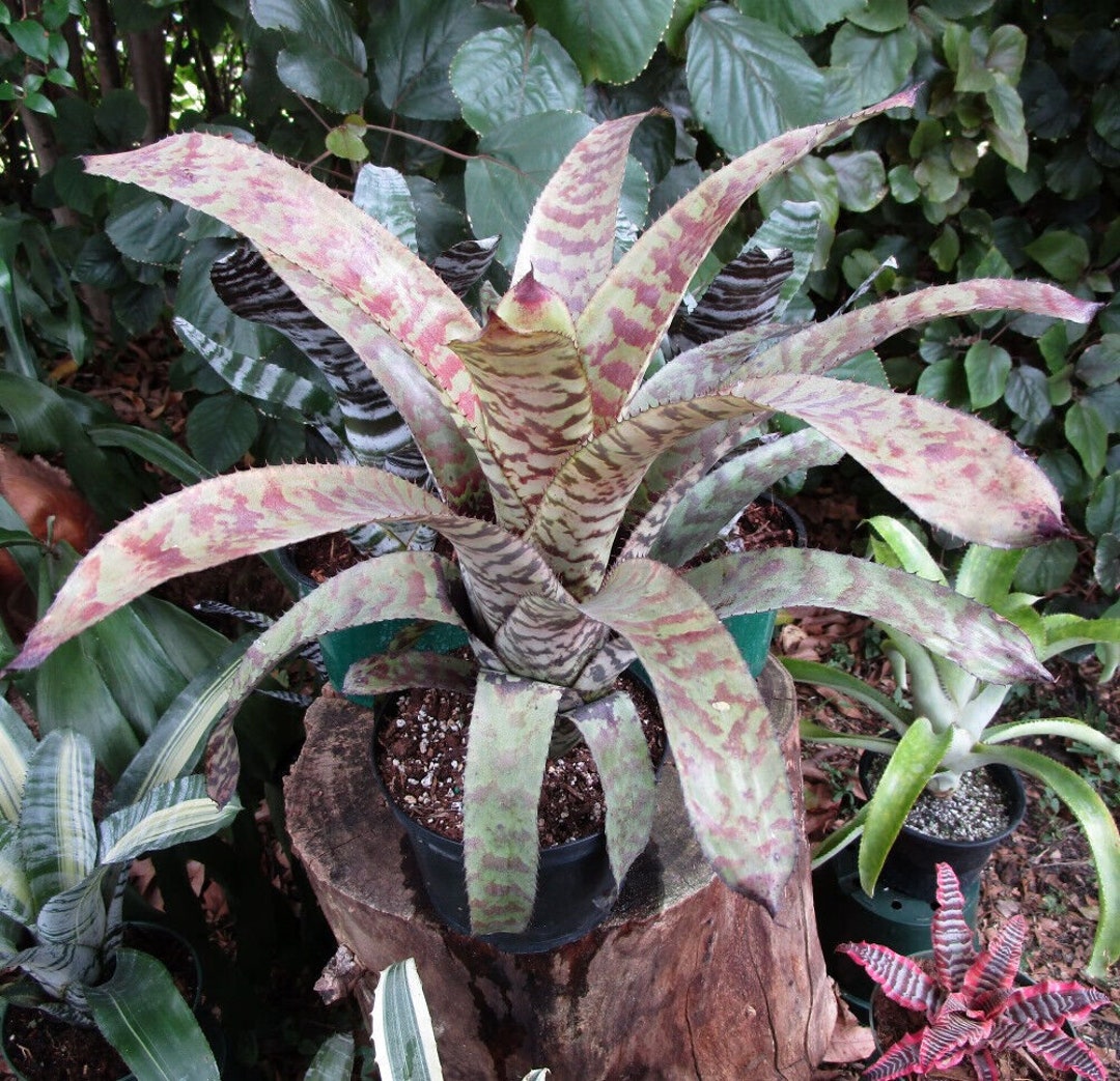 BROMELIAD Aechmea BERT F2 as Tough Differently Gorgeous! Offset!! - Etsy