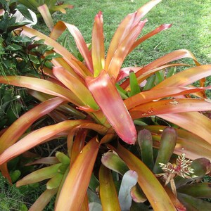 Bromeliad Aechmea 'blanchetiana Rubra Large Form' Offset - Full Sun ...