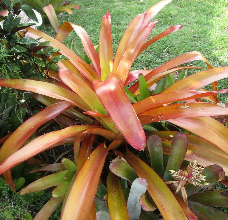 Bromeliad Aechmea 'blanchetiana Rubra Large Form' Offset - Full Sun ...