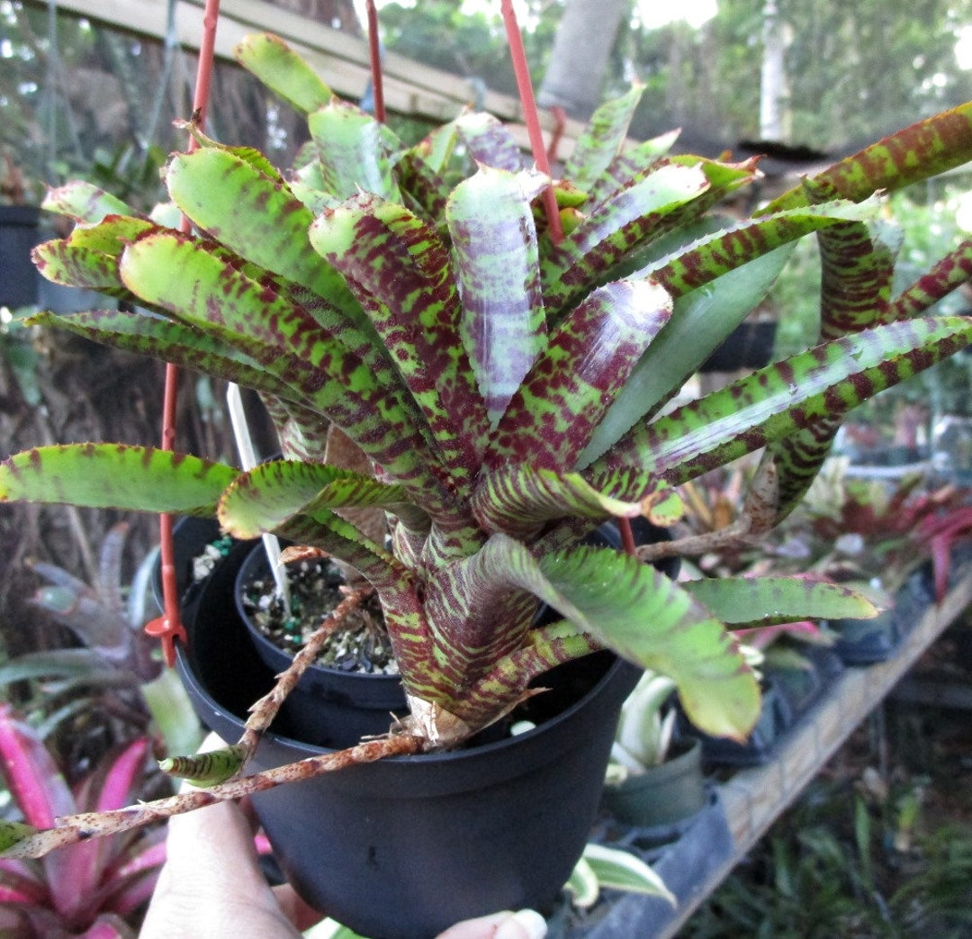 BROMELIAD Neoregelia Skotak's PETIT MINOU Colorful Cluster of Three! - Etsy
