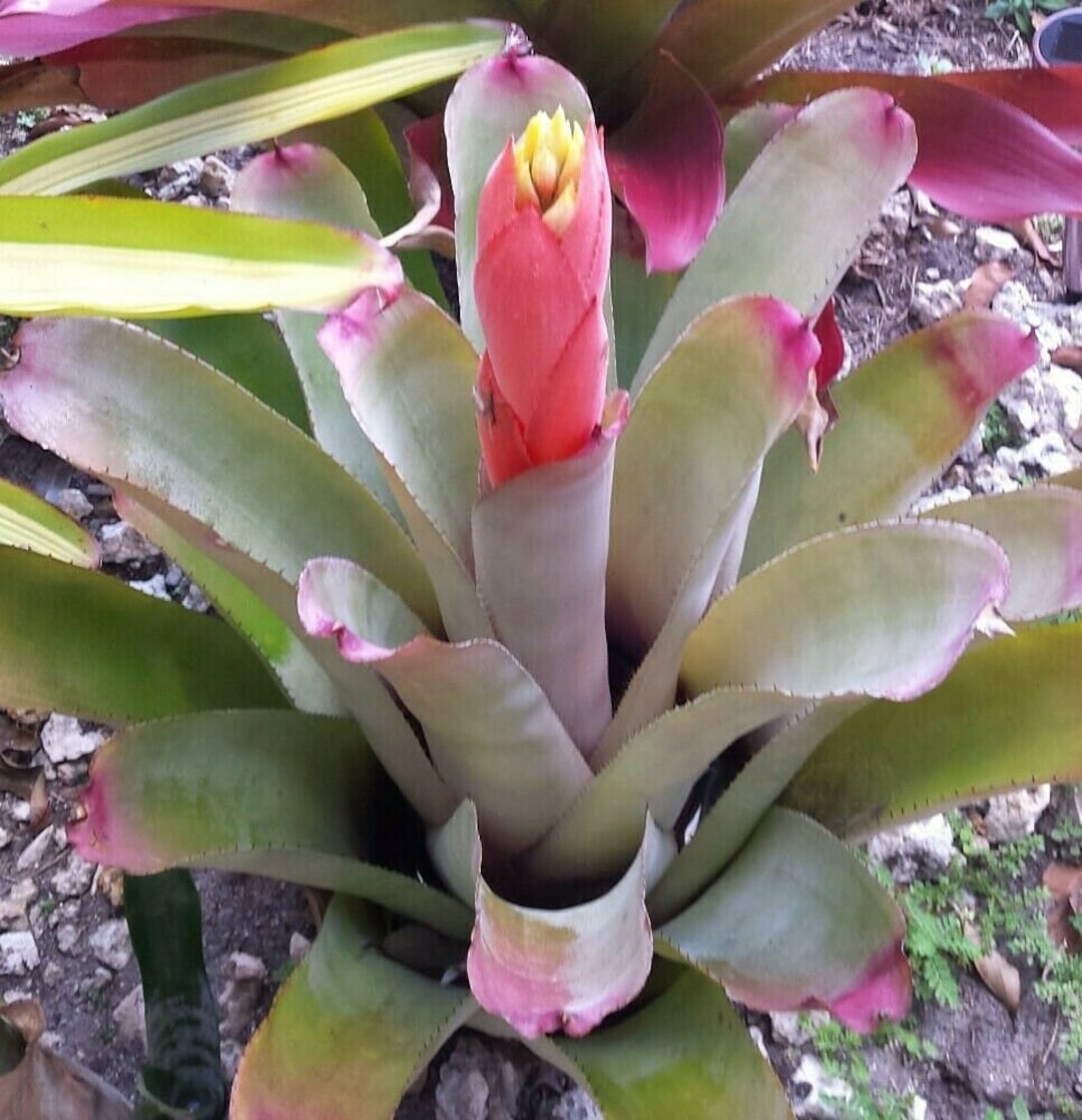 Bromeliad Aechmea LITTLE HARV Sun Loving! Lasting Bloom! Offset/pup - Etsy