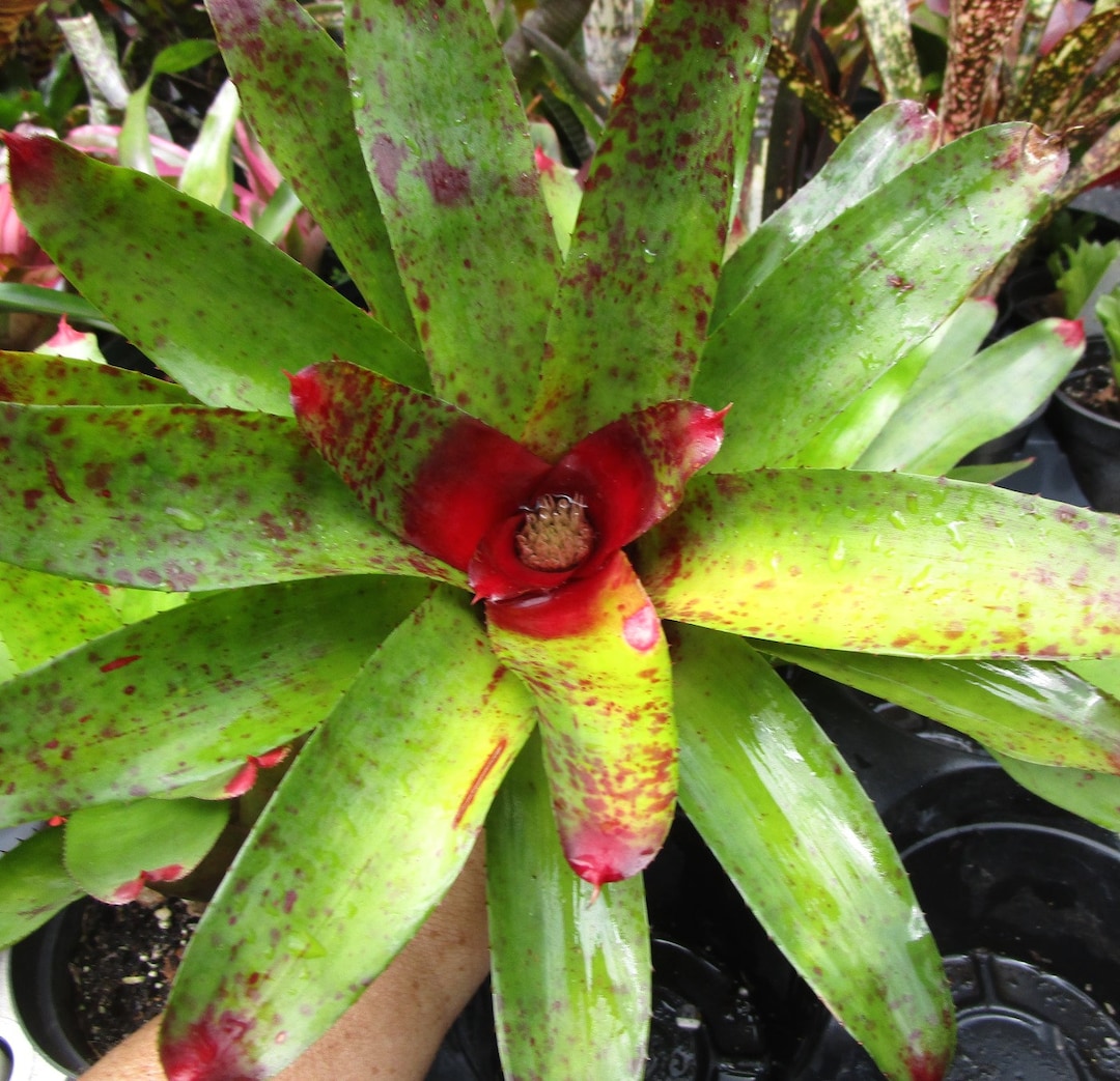BROMELIAD Neoregelia ROYAL ORLEANS Gorgeous Sun Loving Hybrid!! Offset ...