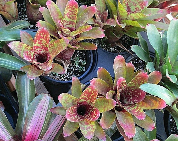 Bromeliad Neoregelia WILD TIGER Striking Mini Hybrid! ONE Offset/pup ...