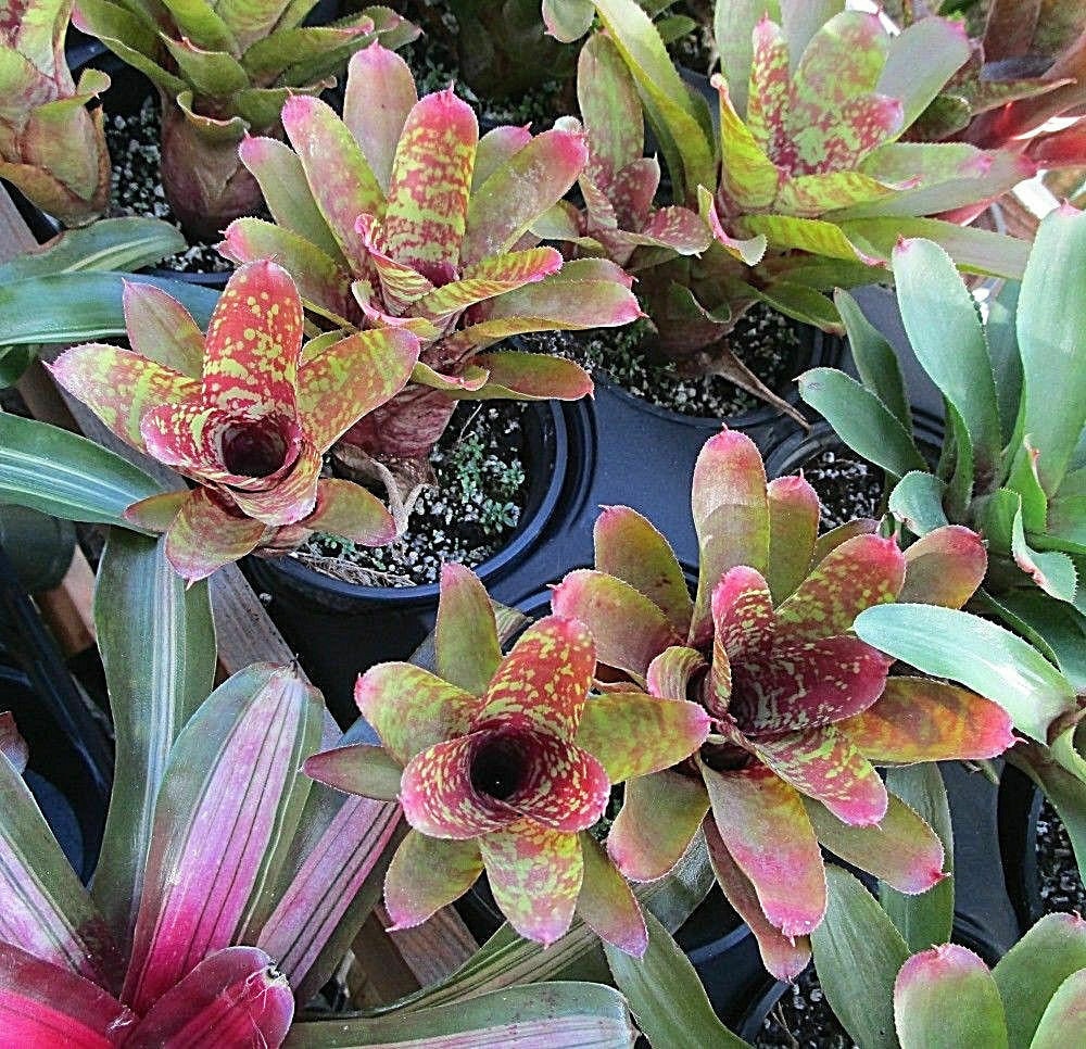 BROMELIAD Neoregelia WILD TIGER Striking Mini Hybrid - Etsy