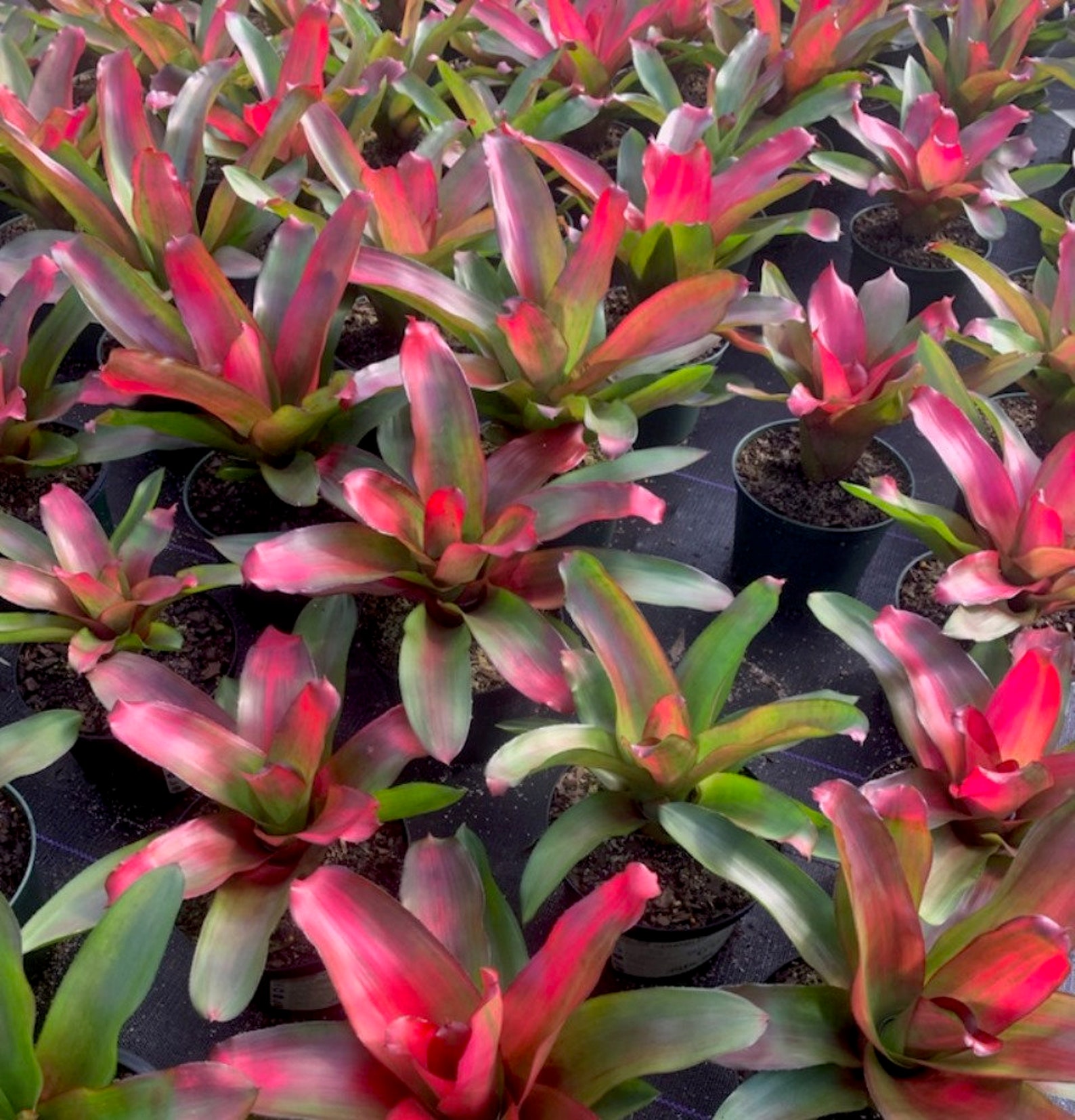 BROMELIAD Neoregelia MAGALI Unlike Any Other Red You've - Etsy