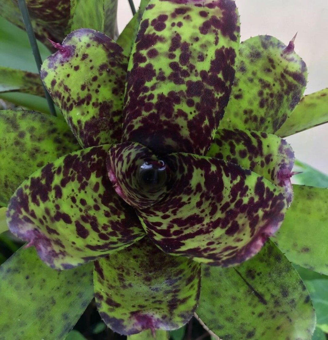 BROMELIAD Neoregelia Vinzant's CAVIAR Big Dots of Purple! Compact ...