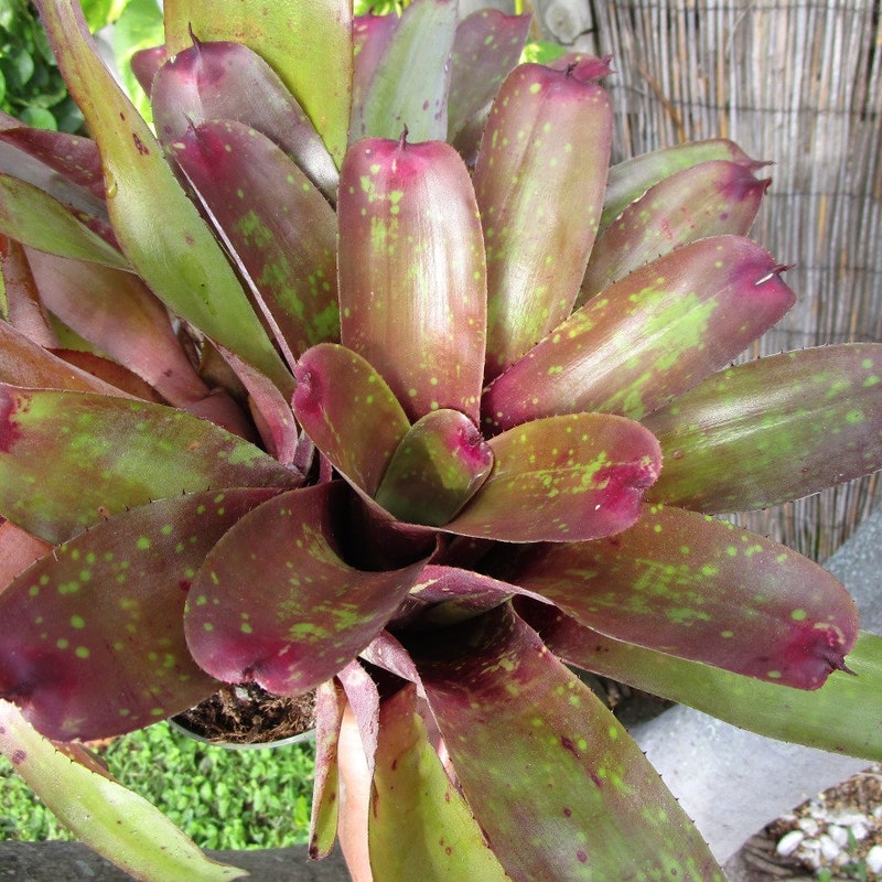 Spectabilis - Etsy