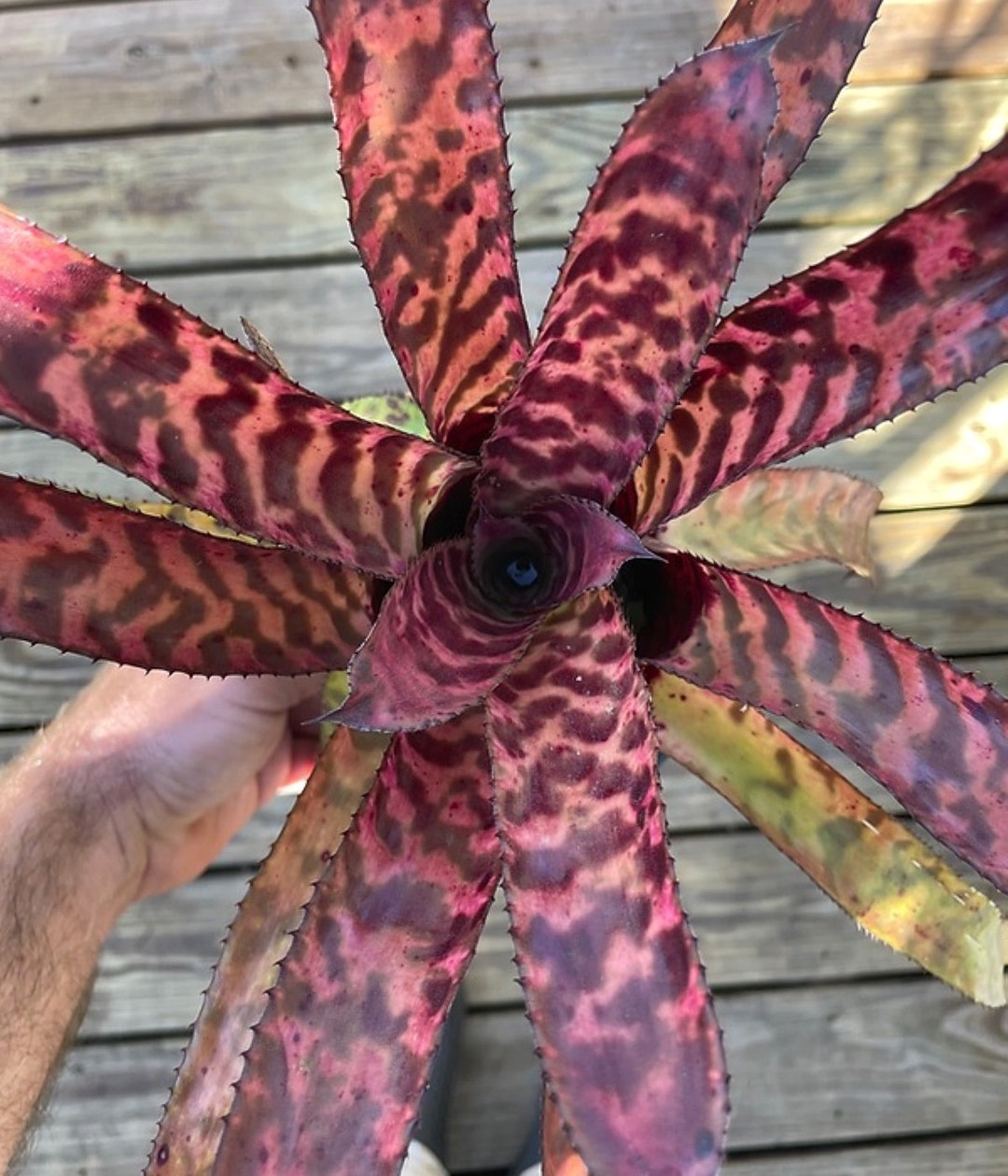 BROMELIAD Aechmea BRILLIANT CONNER Outstanding Hybrid Very Rare Offset ...