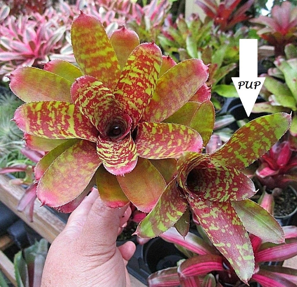 BROMELIAD Neoregelia WILD TIGER Striking Mini Hybrid - Etsy