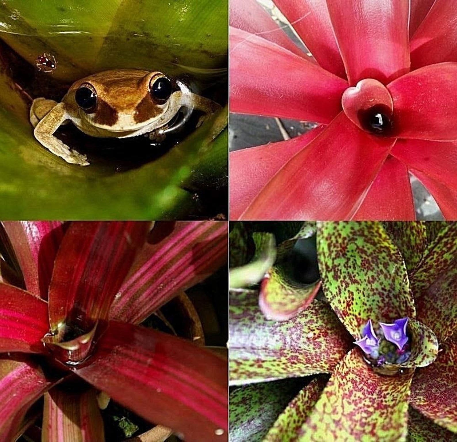 5 Pack 5 Varieties BROMELIAD Mini Neoregelia Offsets - Etsy