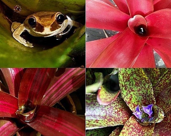 5 Pack 5 Varieties BROMELIAD Mini Neoregelia Offsets/pups Terrarium ...