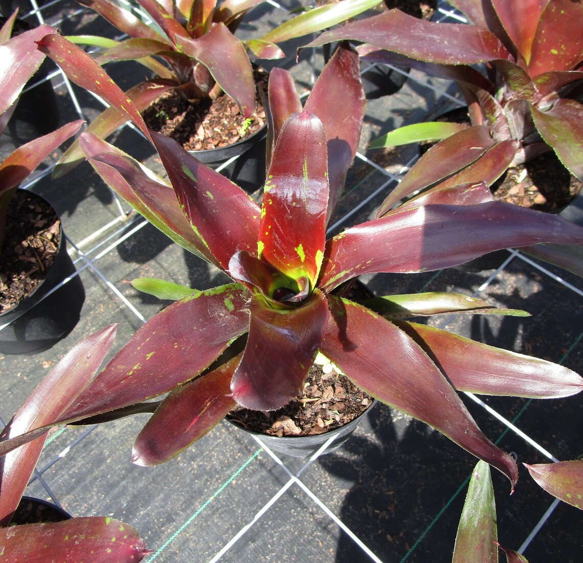 BROMELIAD Neoregelia ROYAL BURGUNDY Large Young Plant Pretty | Etsy