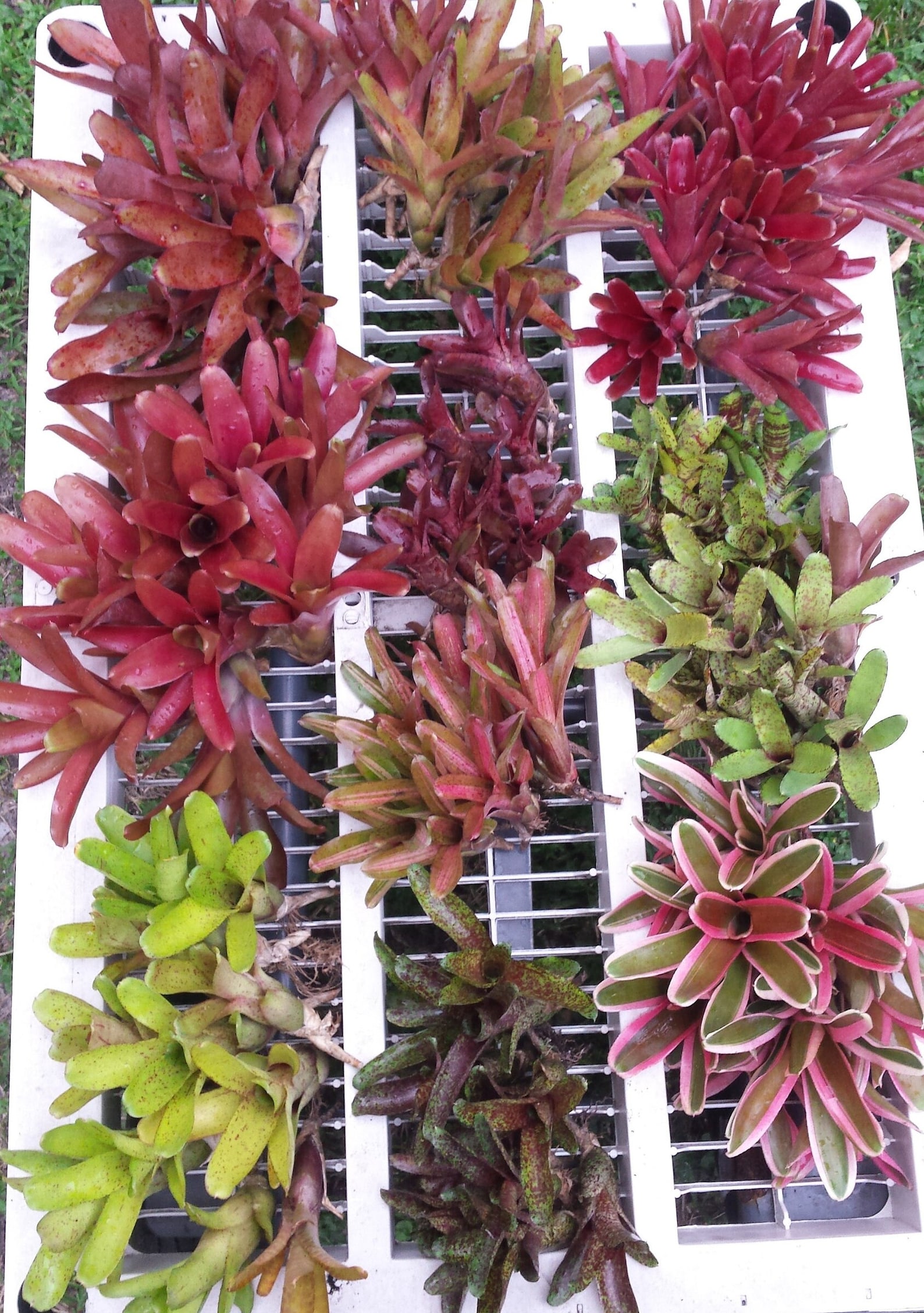5 Pack 5 Varieties BROMELIAD Mini Neoregelia Offsets/pups - Etsy