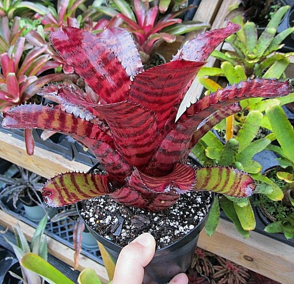 BROMELIAD Neoregelia Groves RED TIGER Splendid Colors Amazing - Etsy