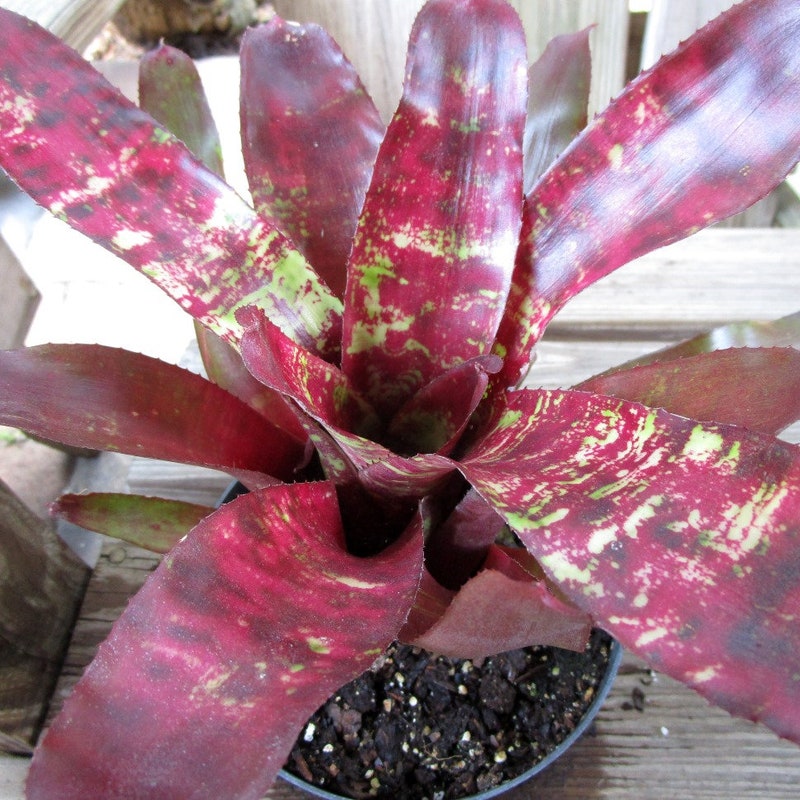 Neoregelia Bromeliad - Etsy